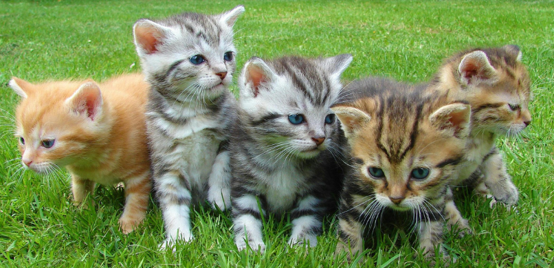 Hoe Kies ik een Goede Fokker voor een Kitten? – V E T T S